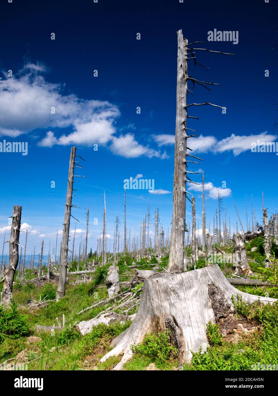 Dead Tree Acid Rain High Resolution Stock Photography and Images - Alamy
