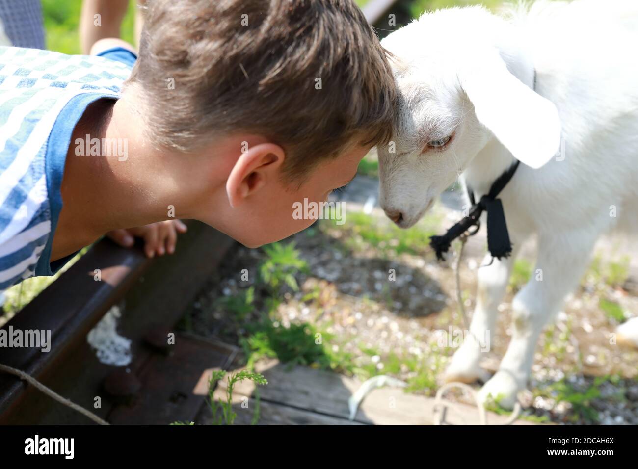 Child playing with white goat in summer Stock Photo - Alamy