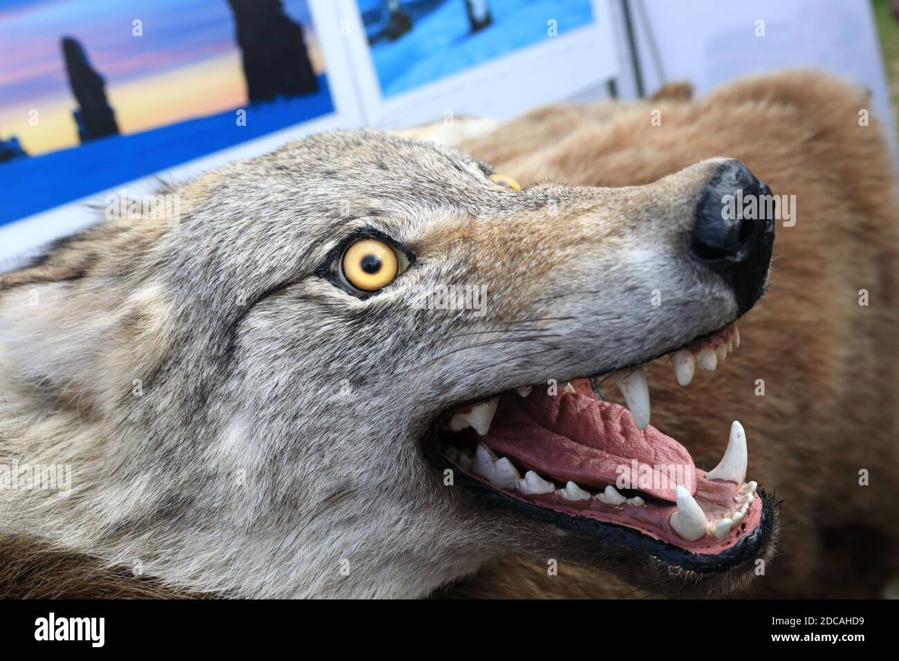 Stuffed wolf head open mouth hi-res stock photography and images - Alamy