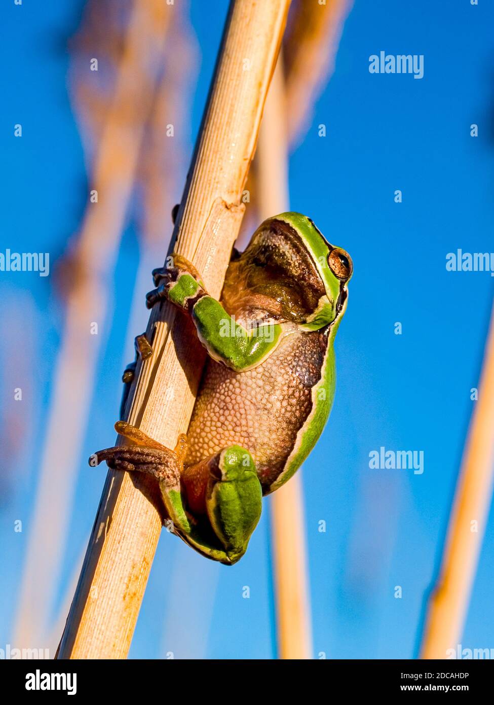 common tree frog (Hyla arborea) in austria Stock Photo - Alamy