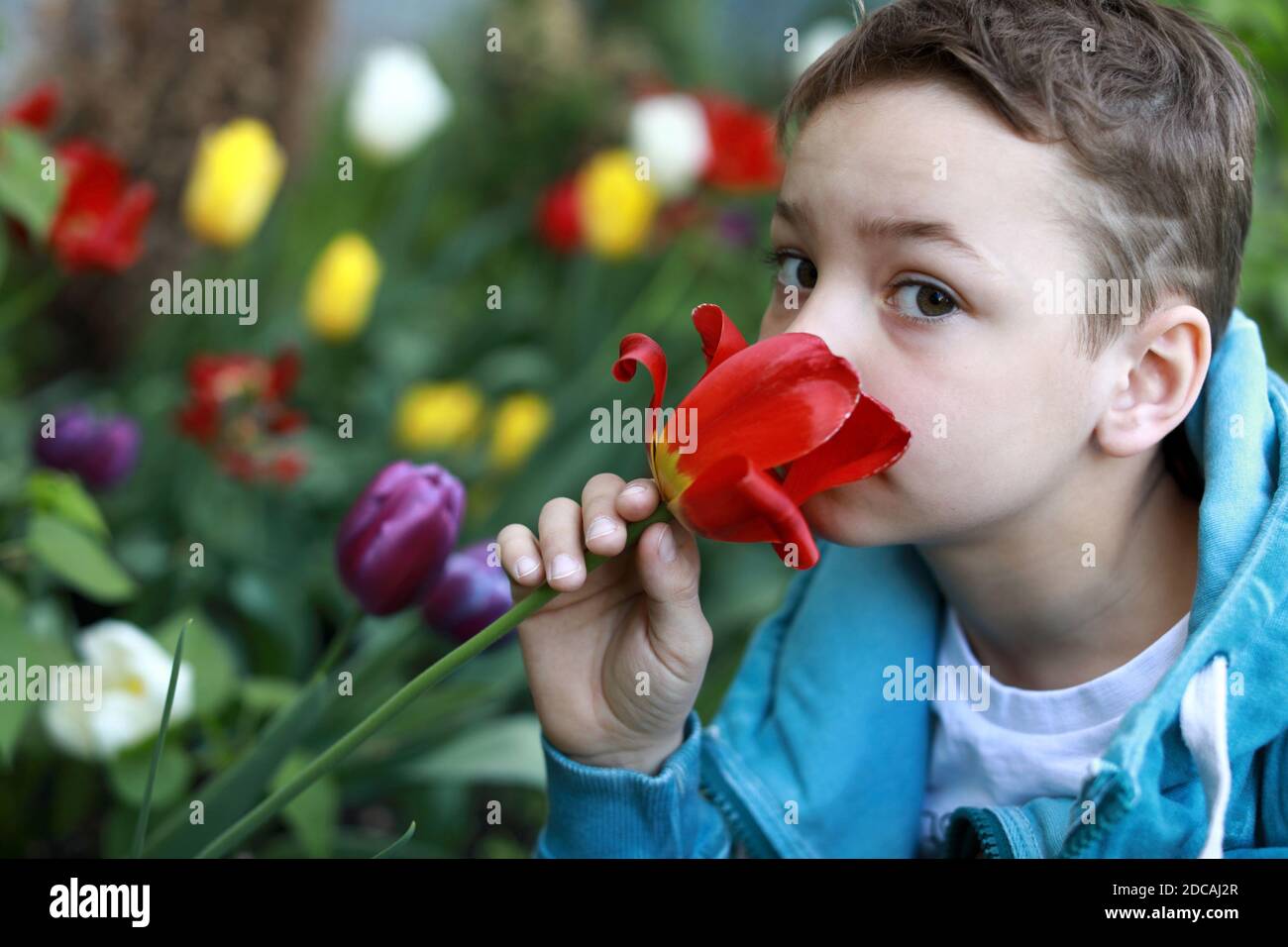 Boy sniffing flower hi-res stock photography and images - Alamy