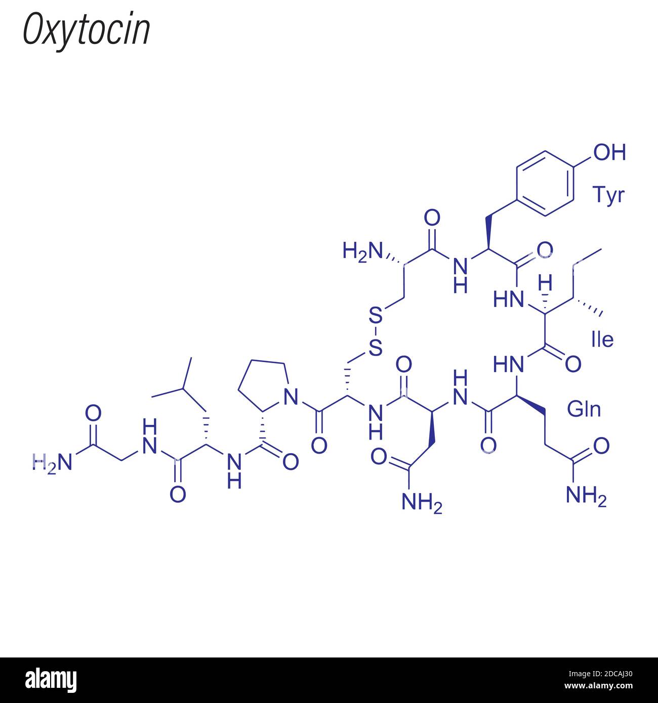 Oxytocin Hormone