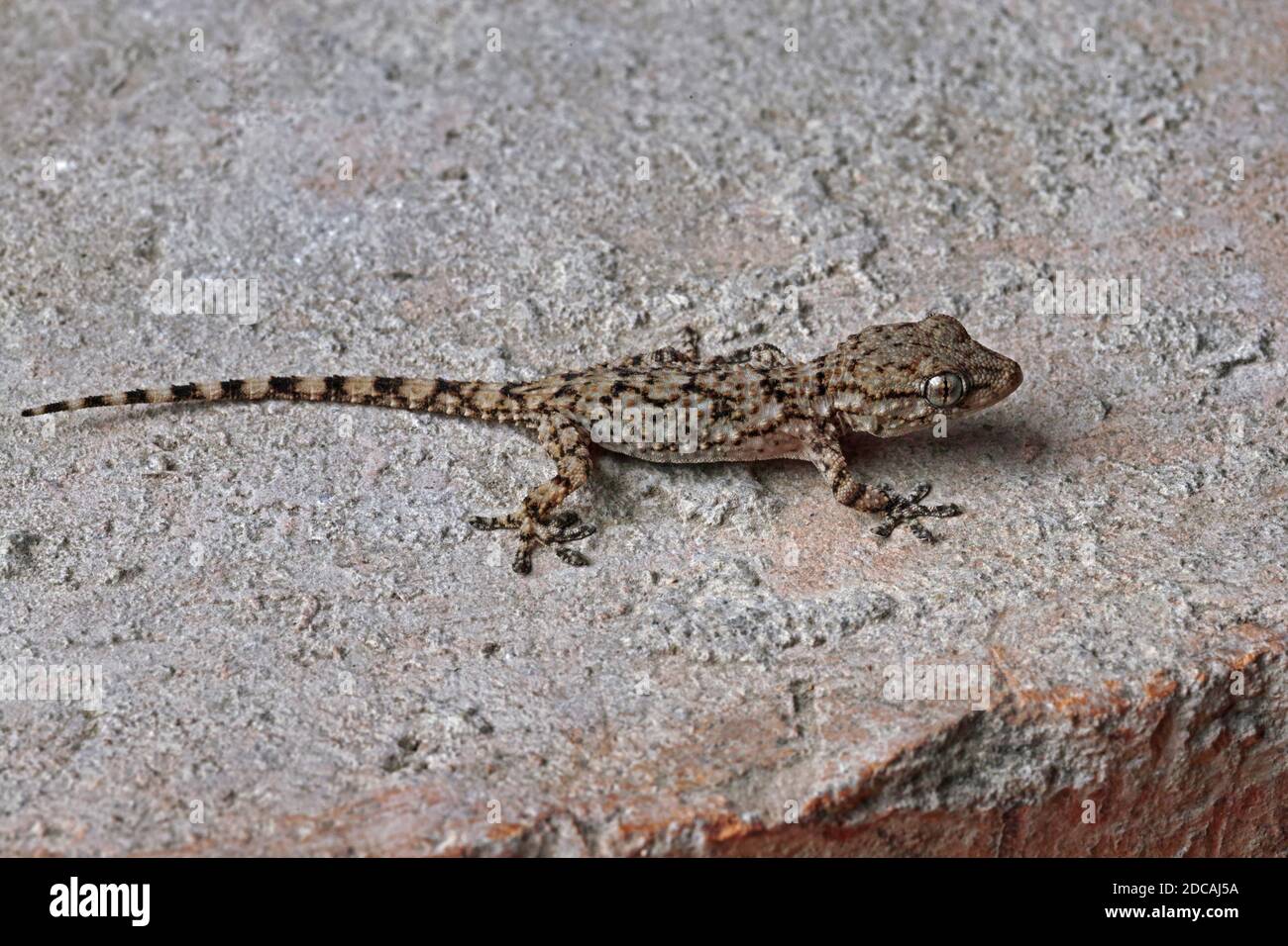Mediterranean house gecko hi-res stock photography and images - Alamy
