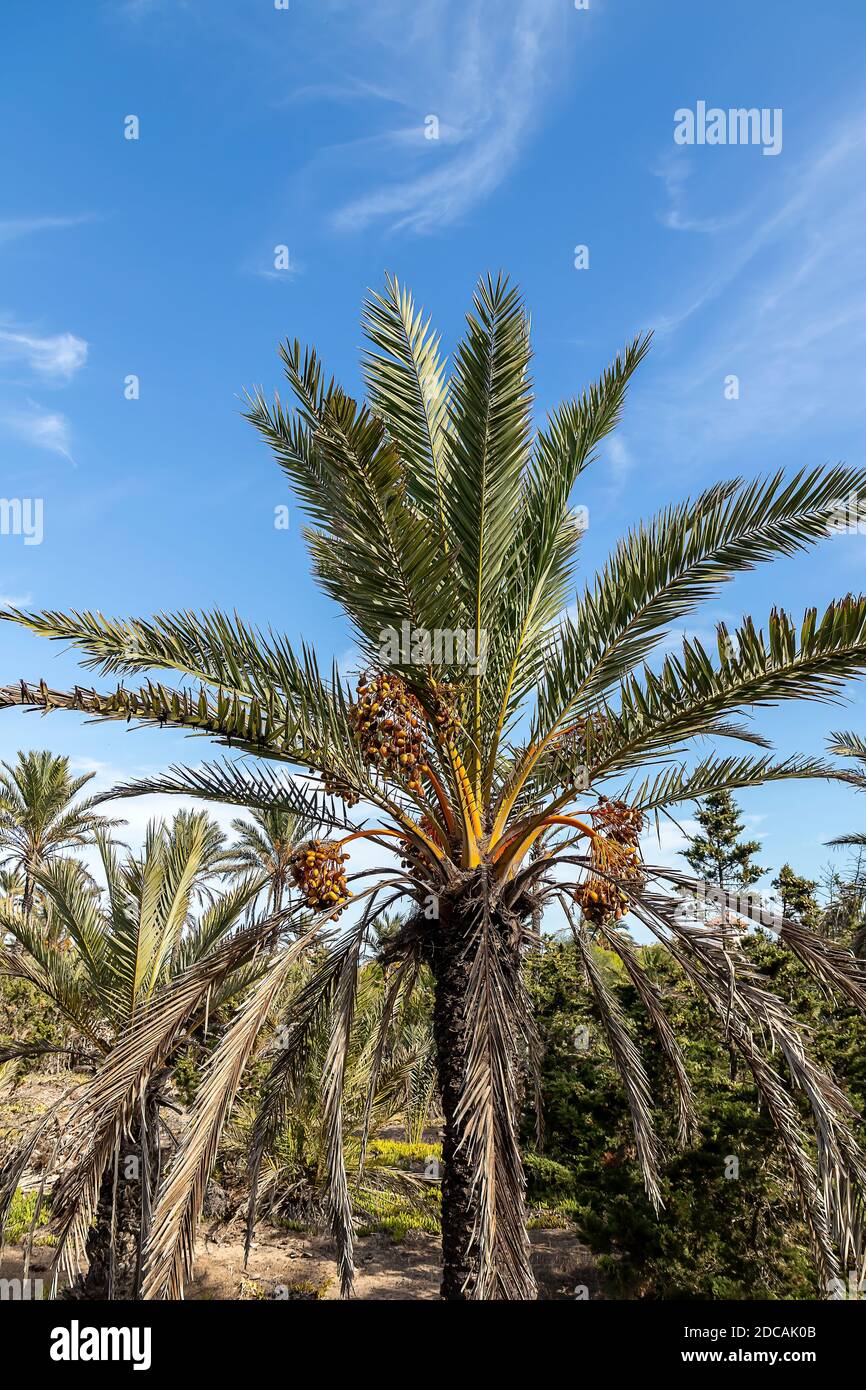 Mediterranean Palm tree with dates in the province of Alicante, Costa ...