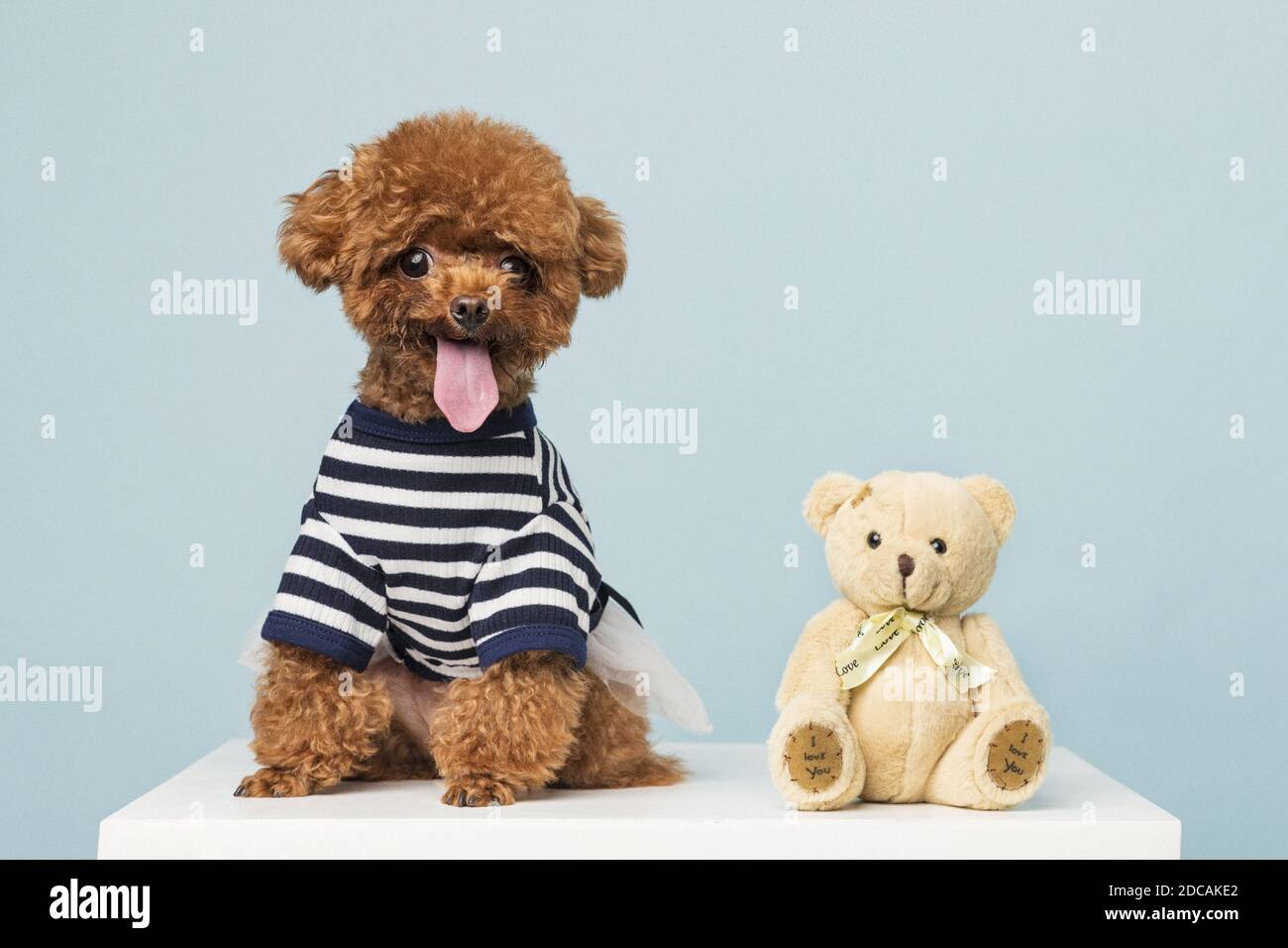 Teddy bear poodle hi-res stock photography and images - Alamy