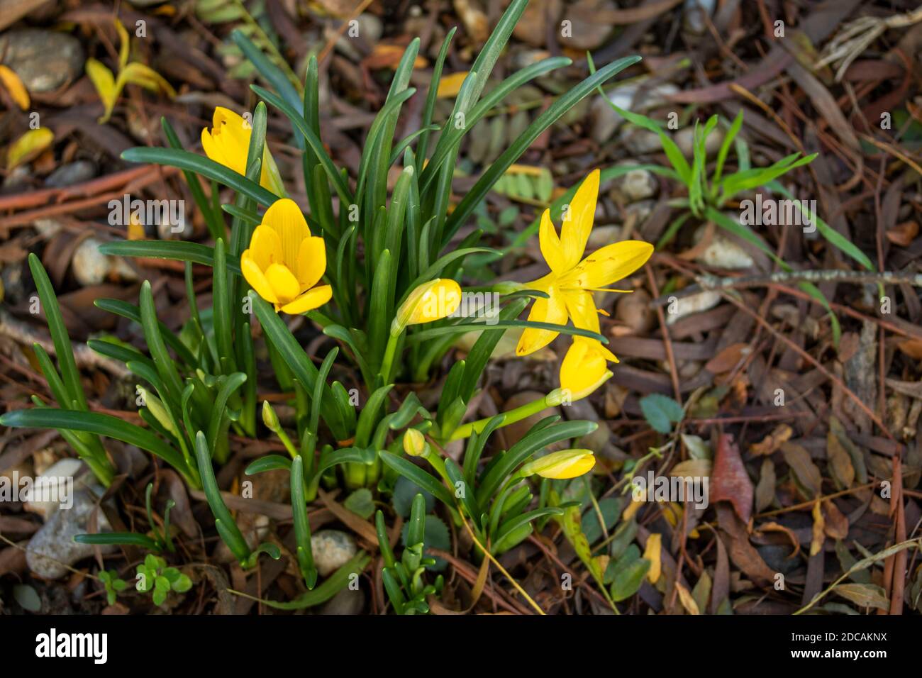 Sternbergia lutea clump flowering, natural flower portrait Stock Photo ...