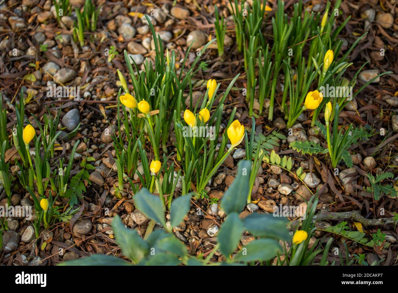 Sternbergia lutea clump flowering, natural flower portrait Stock Photo ...