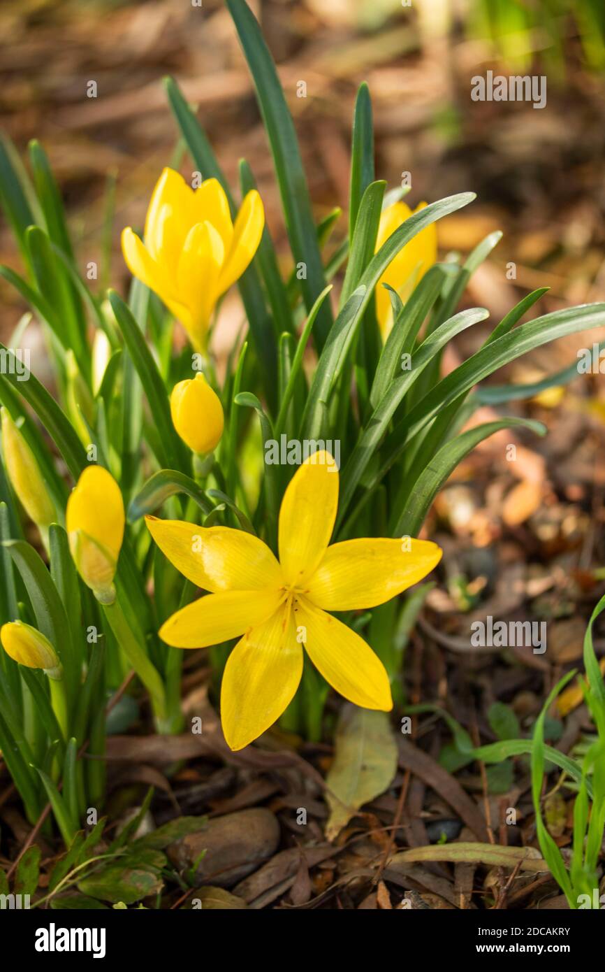 Sternbergia lutea clump flowering, natural flower portrait Stock Photo ...