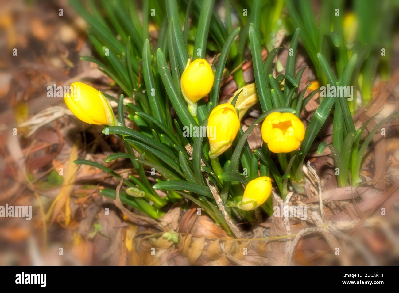 Sternbergia lutea clump flowering, natural flower portrait Stock Photo ...