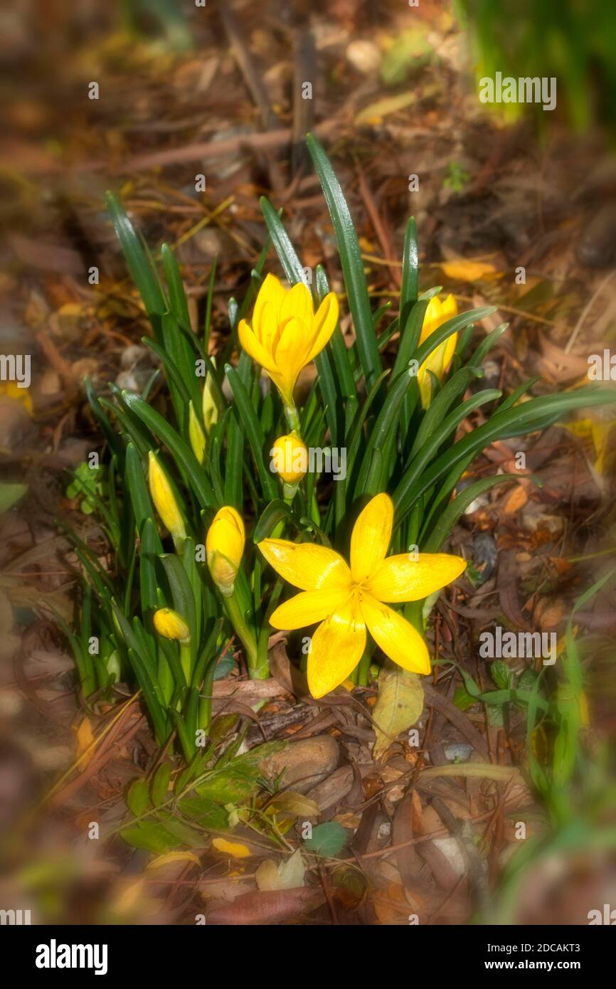 Sternbergia lutea clump flowering, natural flower portrait Stock Photo ...