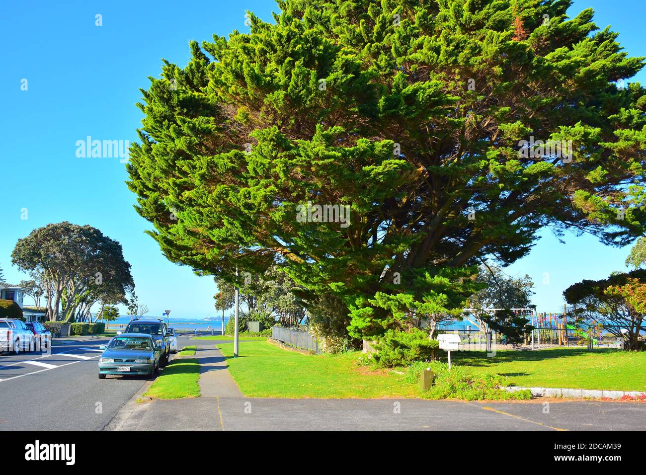 AUCKLAND, NEW ZEALAND - Nov 19, 2020: View of large radiata pine tree ...
