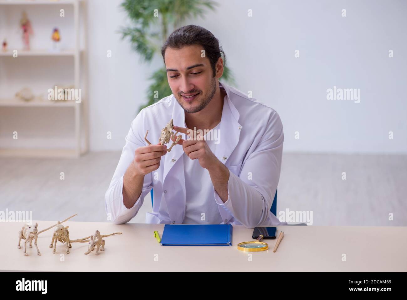 Young zoologist examining mice at lab Stock Photo - Alamy