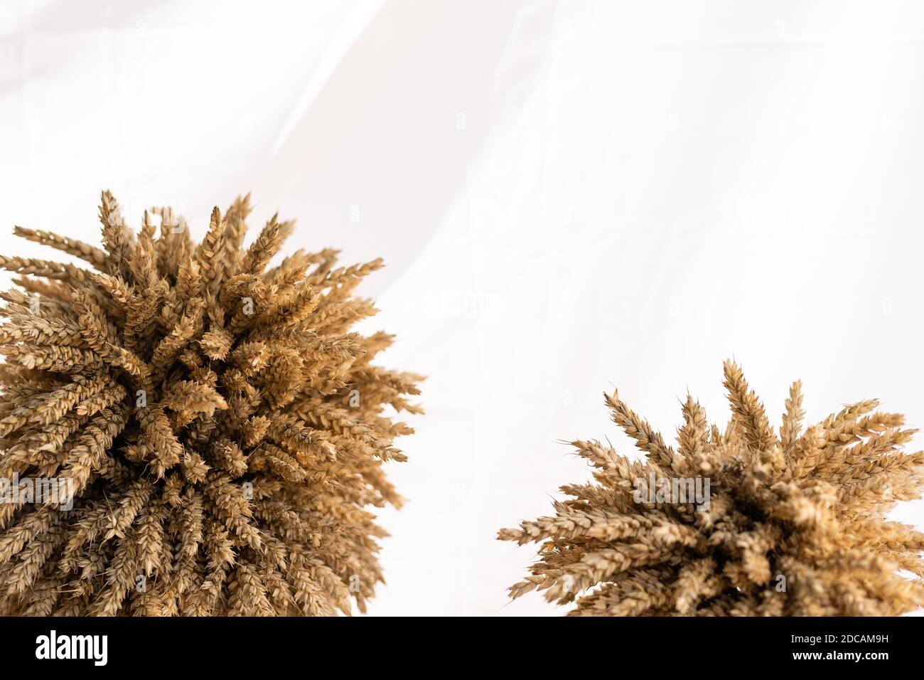 Spikelets of wheat on isolated on white background Stock Photo - Alamy