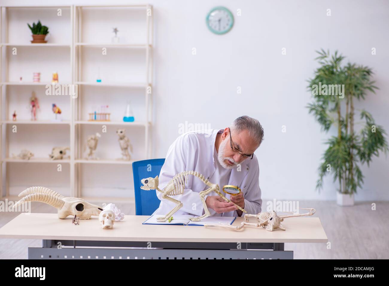 Old paleontologist examining ancient animals at lab Stock Photo - Alamy