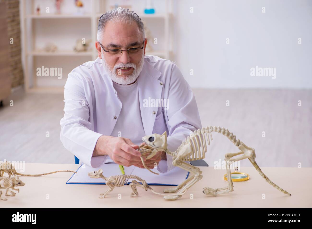 Old paleontologist examining ancient animals at lab Stock Photo - Alamy