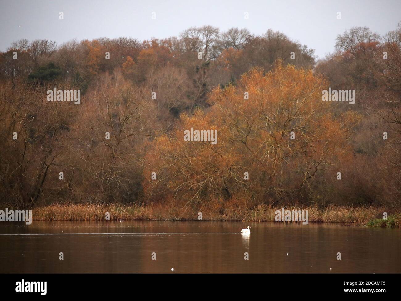 A swan glides across Overton lake on a cold start to the day at Nene ...