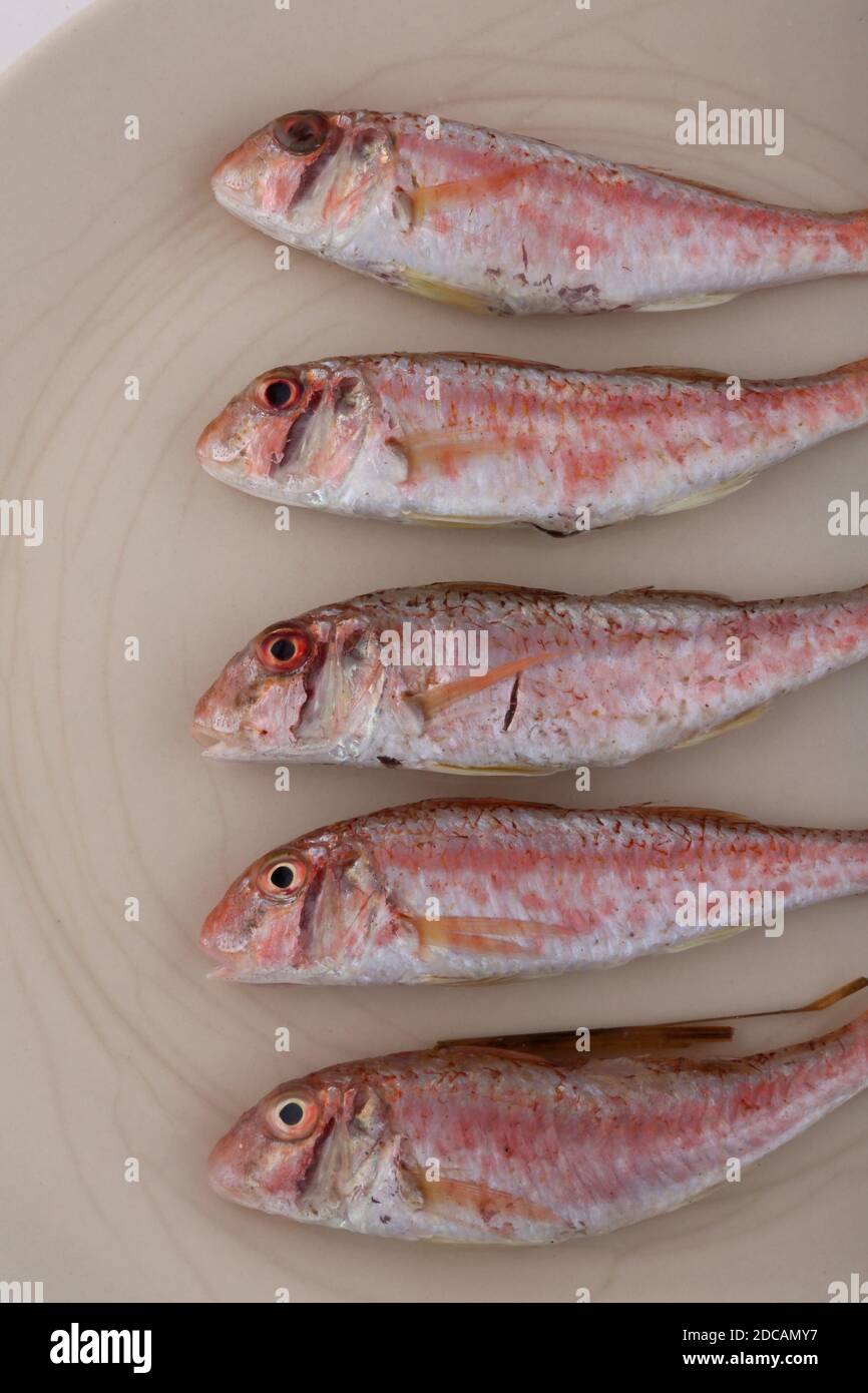 red mullet fish Stock Photo - Alamy