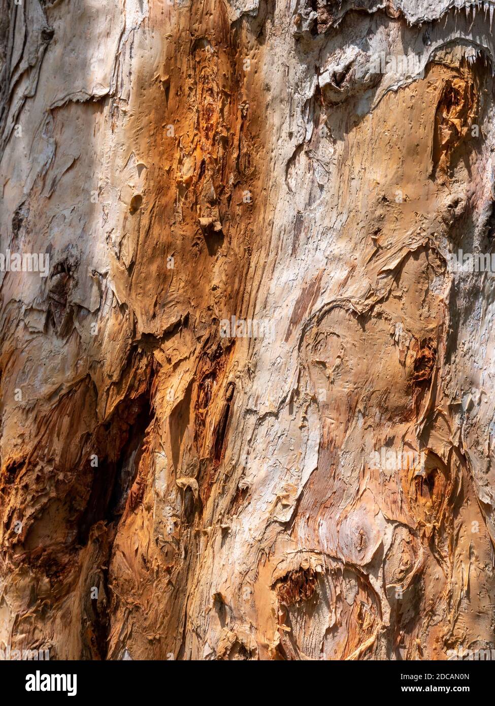 Cut Tree Bark and Seen as Background in Medellin, Colombia Stock Photo ...
