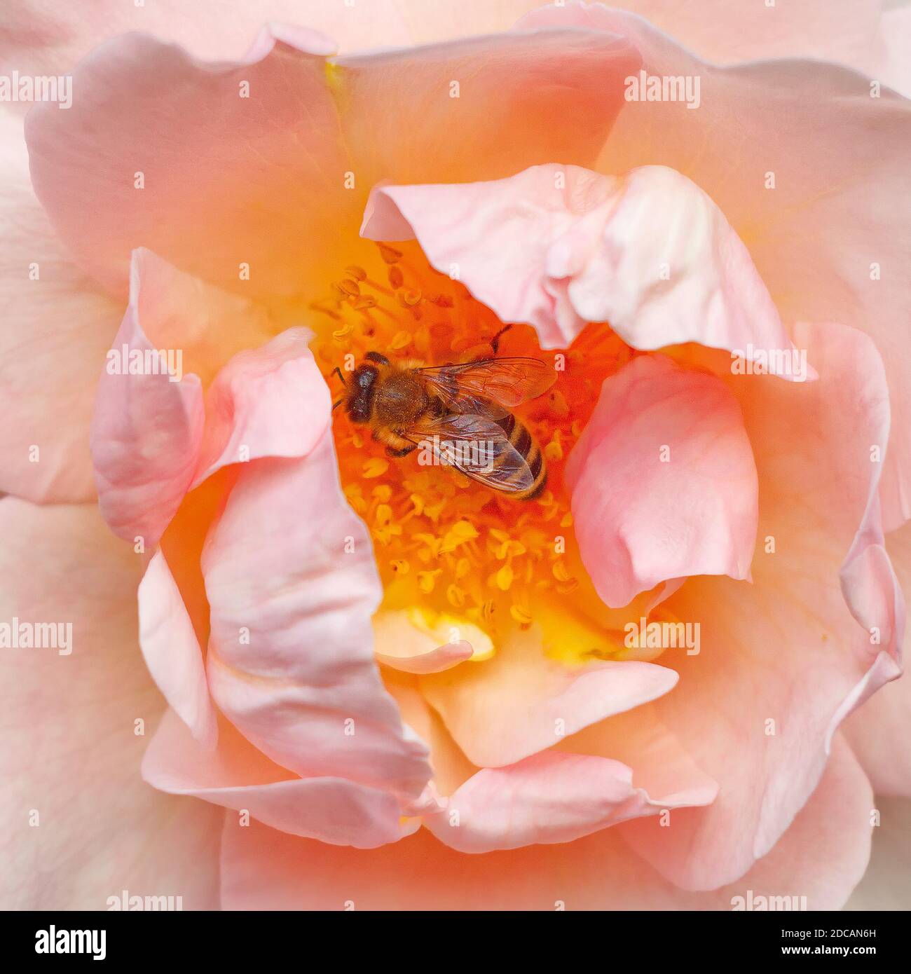 A bee inside a pink rose. A view from above Stock Photo - Alamy