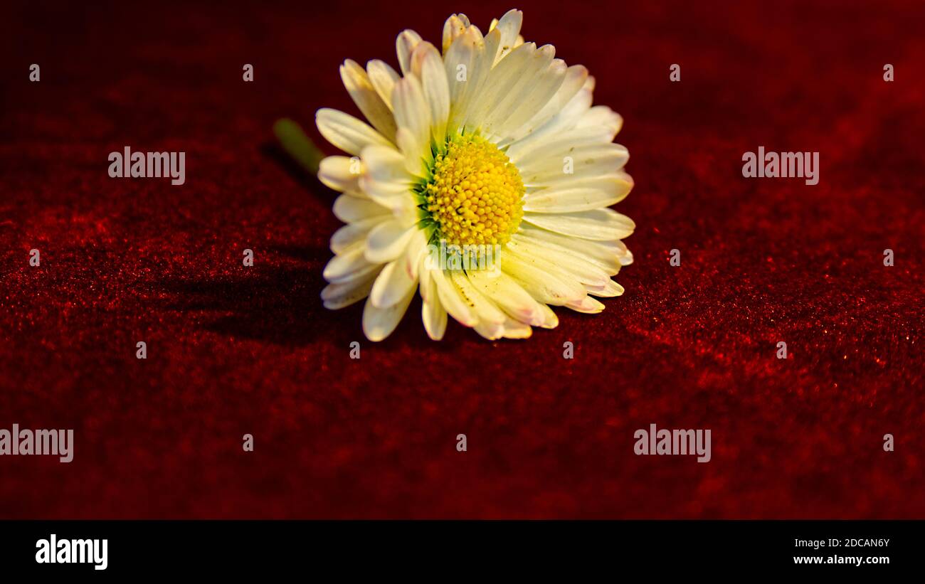 Light blue velvet isolated hi-res stock photography and images - Alamy