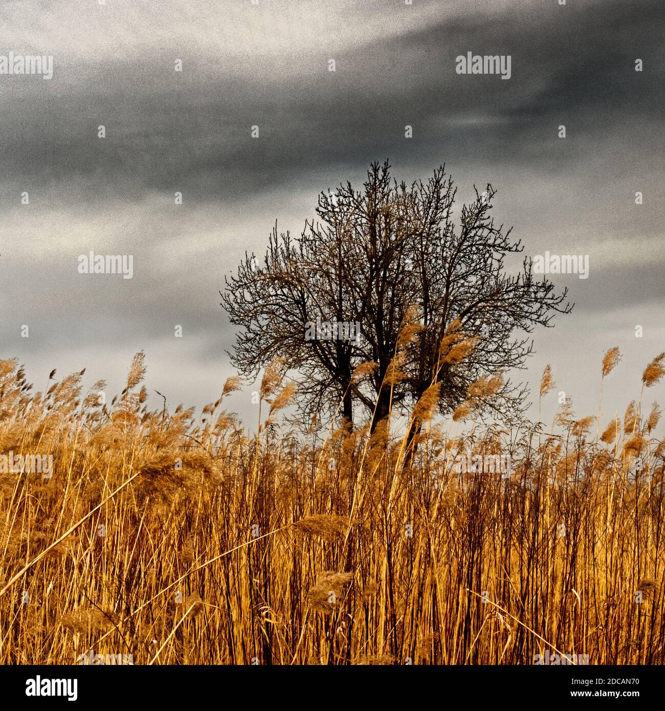 Picture of a Black Tree in the middle of Bulrush, with dramatic, film ...