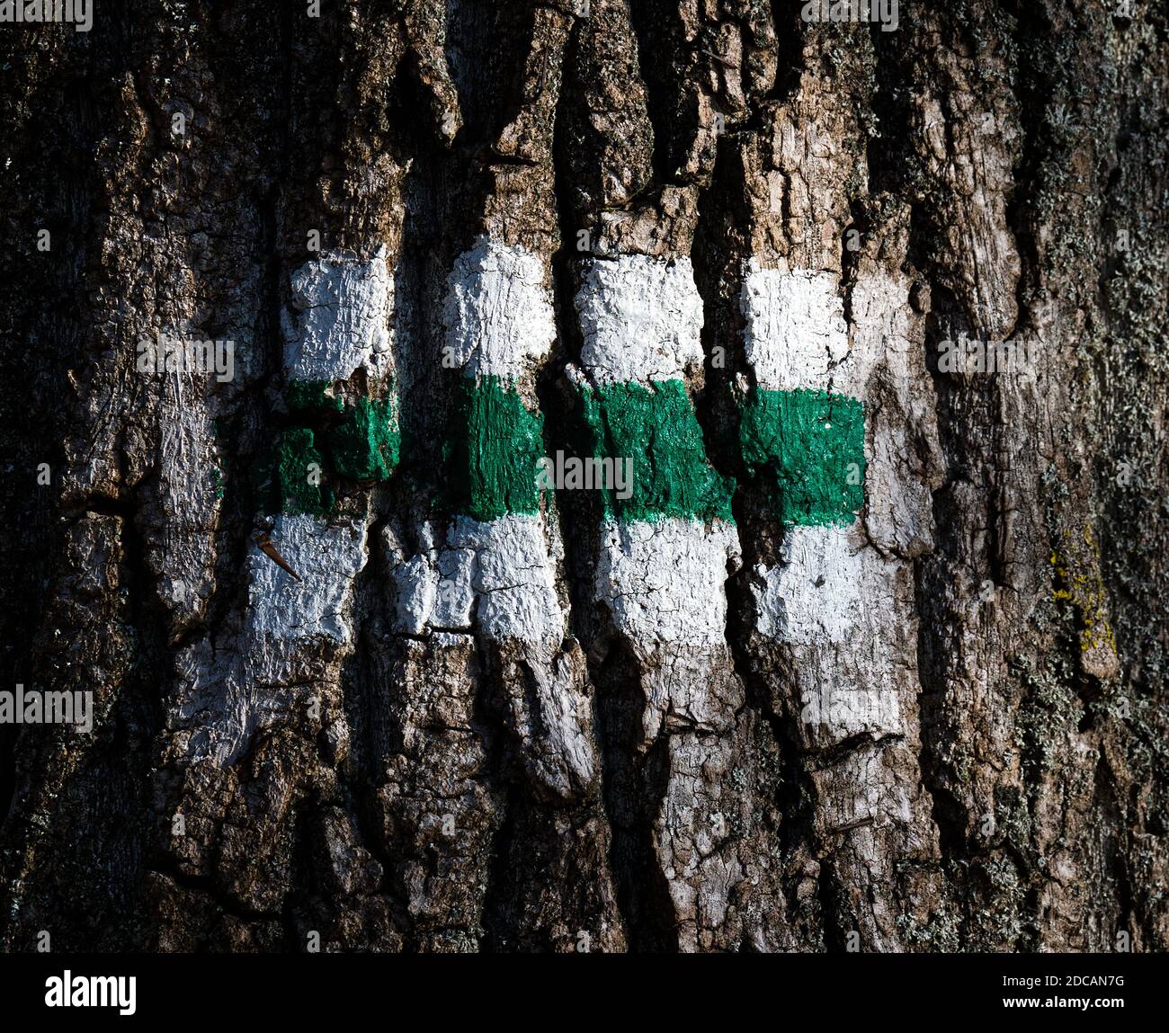 The green trail marking on a tree Stock Photo - Alamy