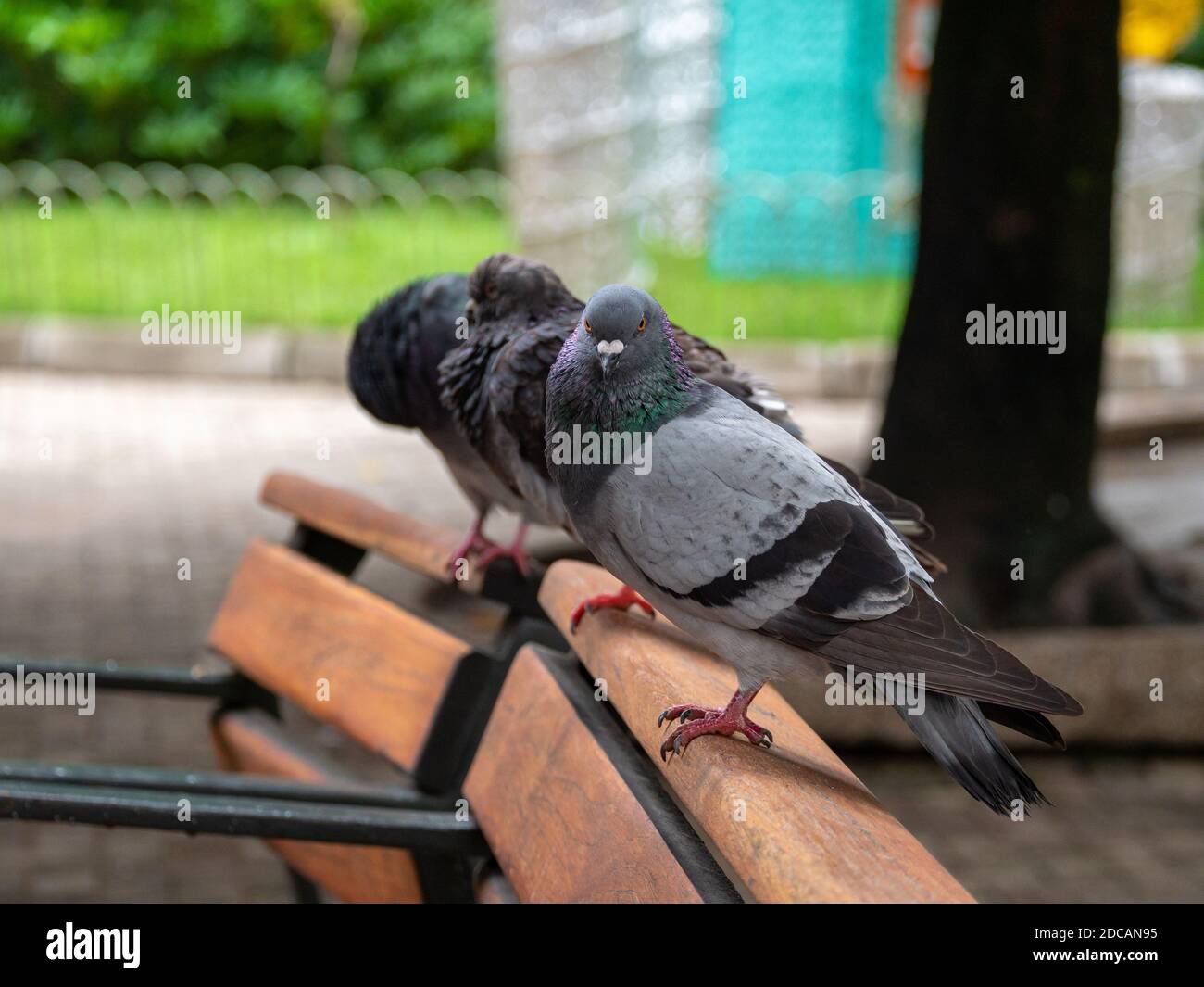 Various Pigeons, Species of Birds in the family Columbidae (order ...