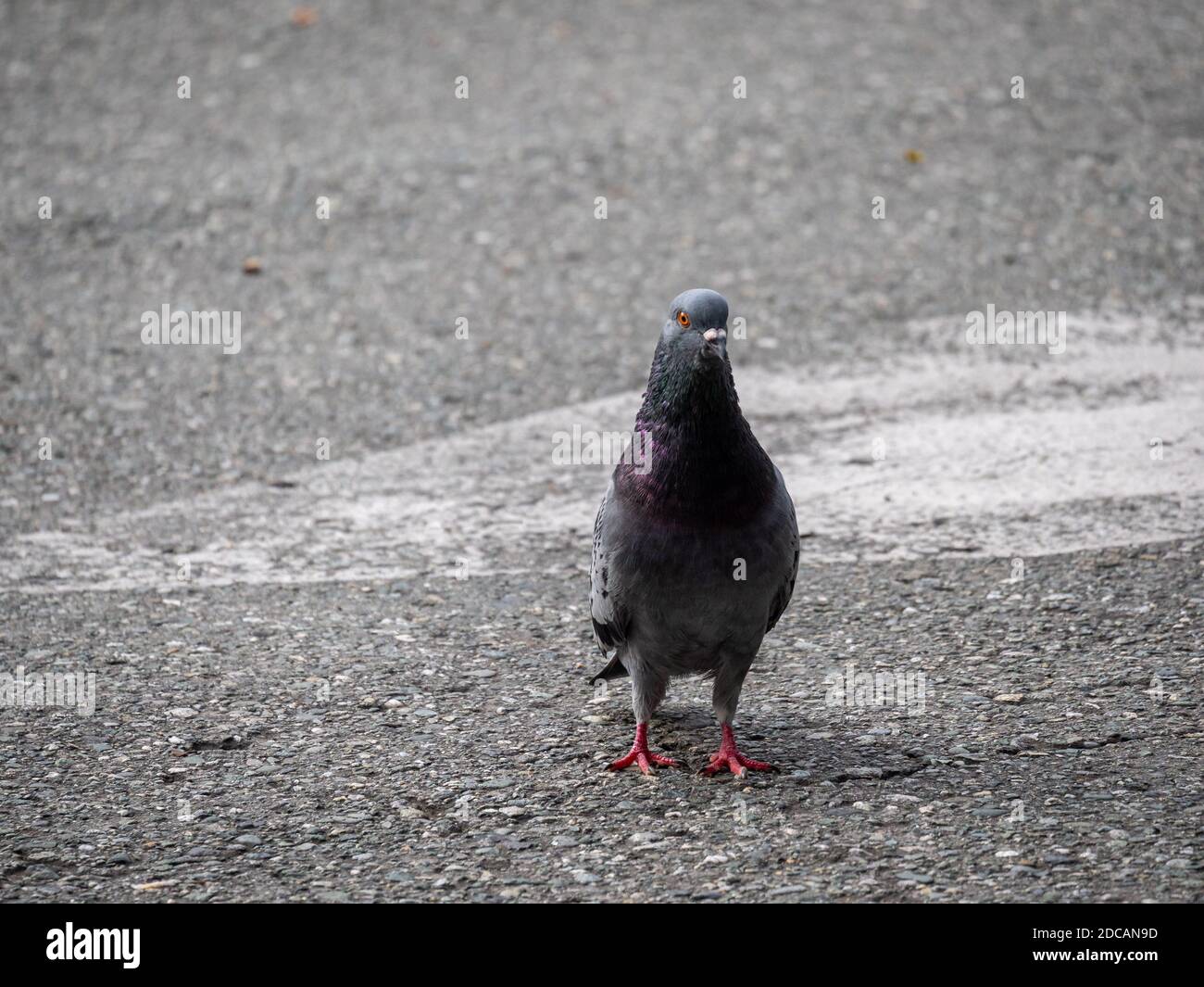 Pigeon, Species of Birds in the family Columbidae (order Columbiformes ...