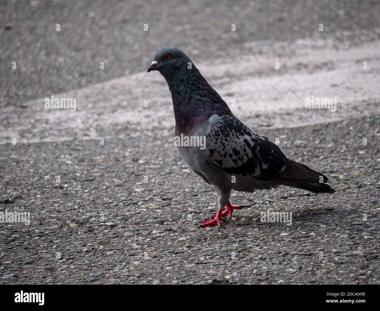 Pigeon, Species of Birds in the family Columbidae (order Columbiformes ...