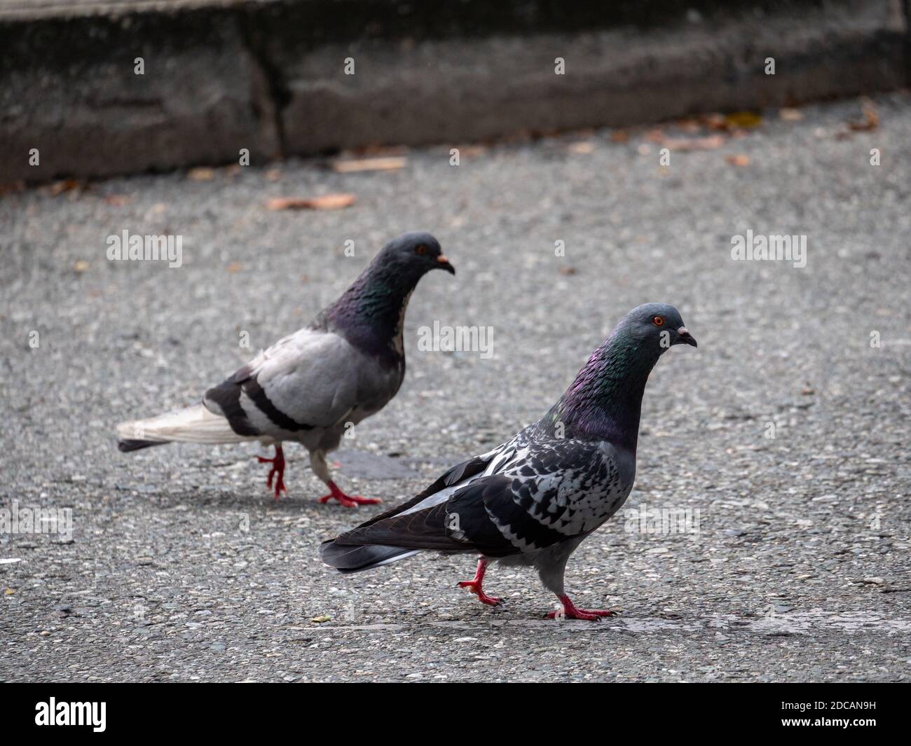 Two Pigeons, Species of Birds in the family Columbidae (order ...