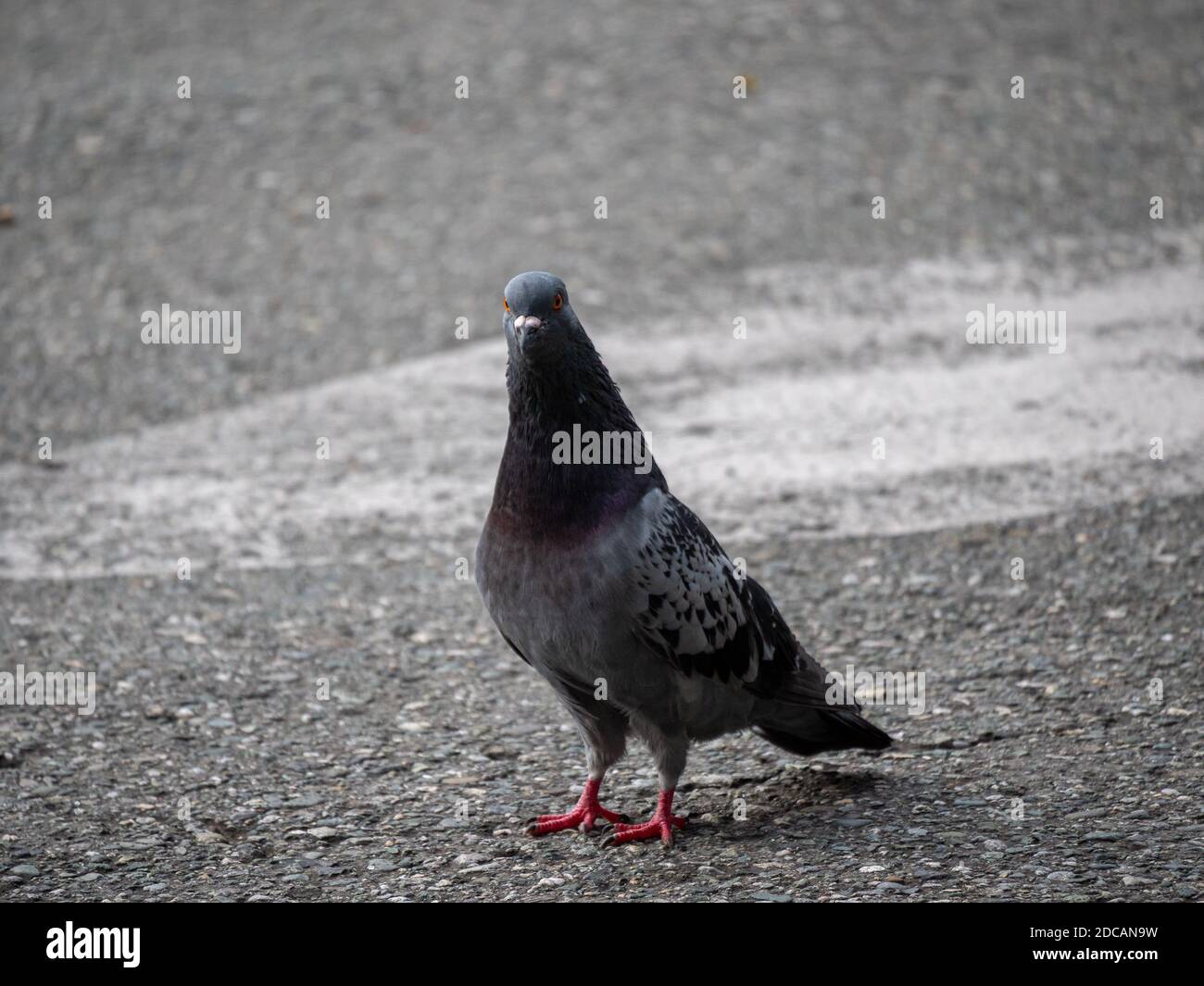 Pigeon, Species of Birds in the family Columbidae (order Columbiformes ...