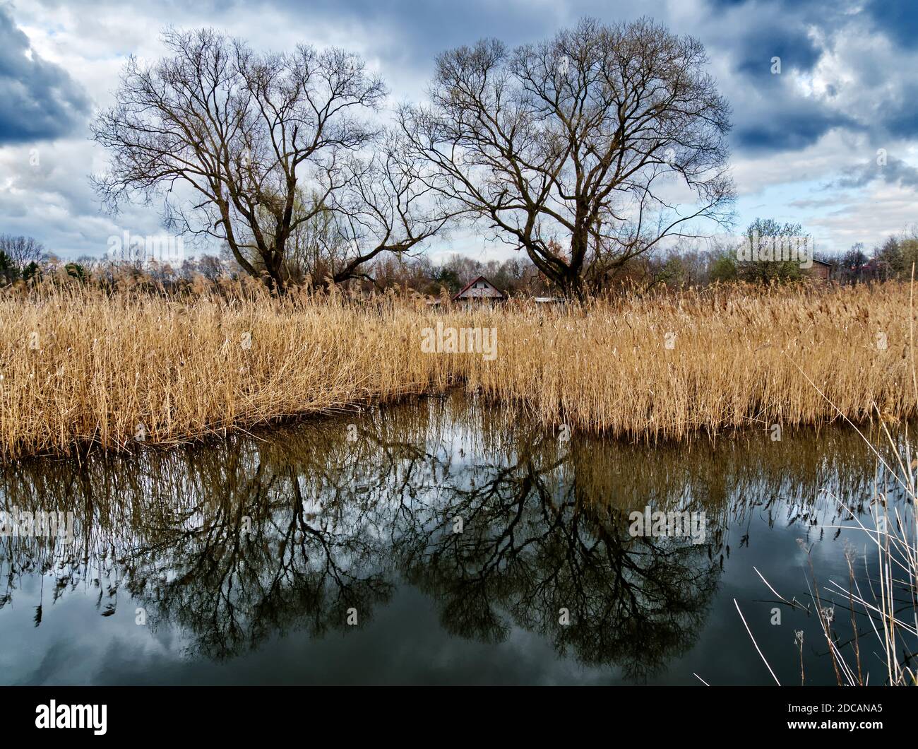 First days of spring showing on the trees at the lake Stock Photo - Alamy