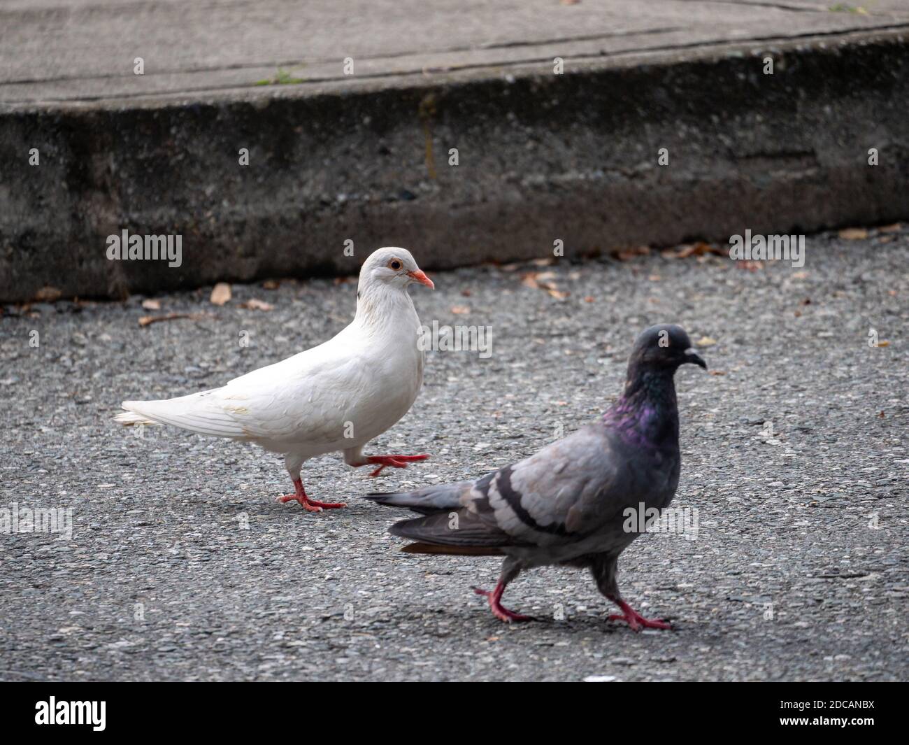 Two Pigeons, Species of Birds in the family Columbidae (order ...