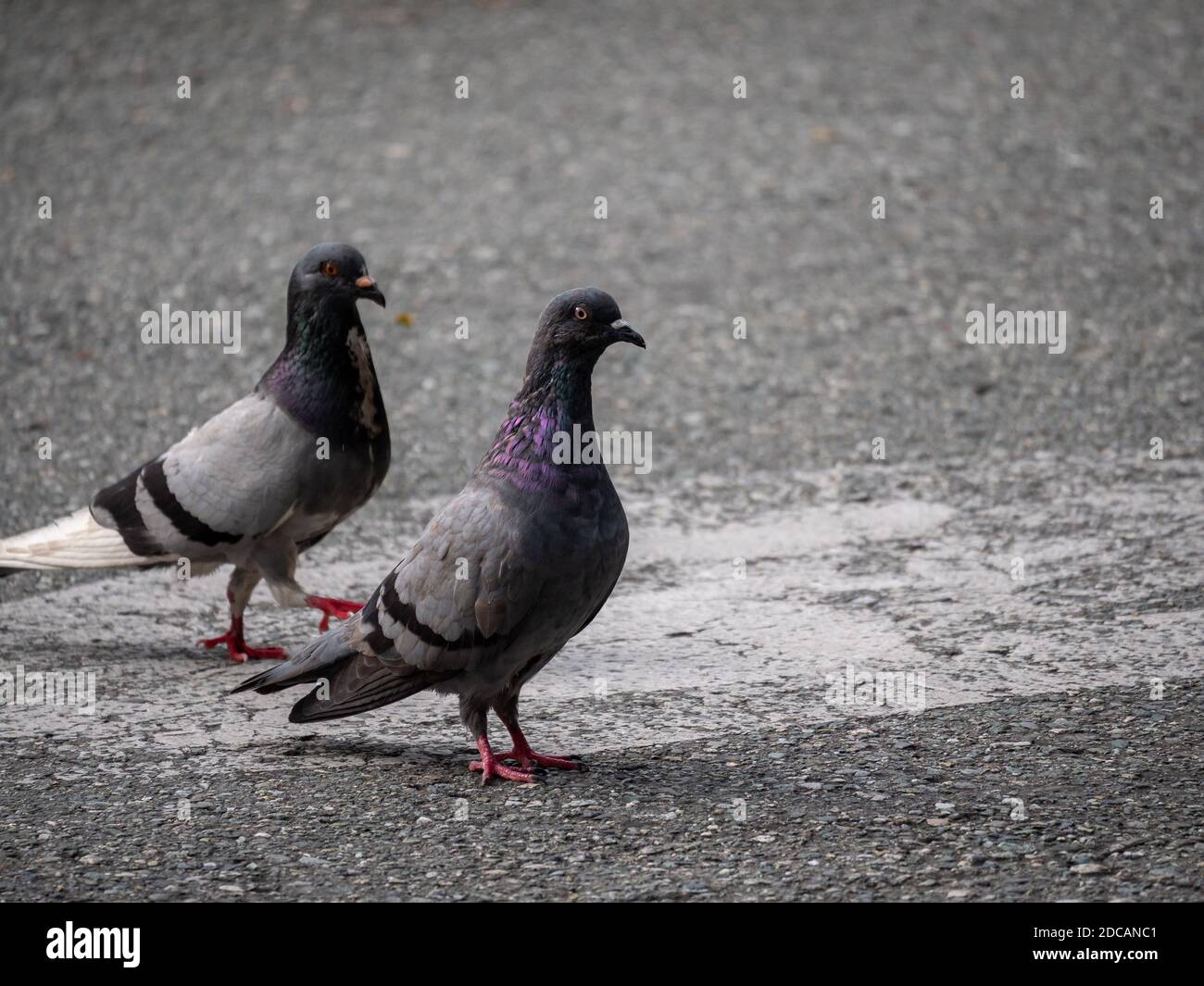 Pigeon, Species of Birds in the family Columbidae (order Columbiformes ...