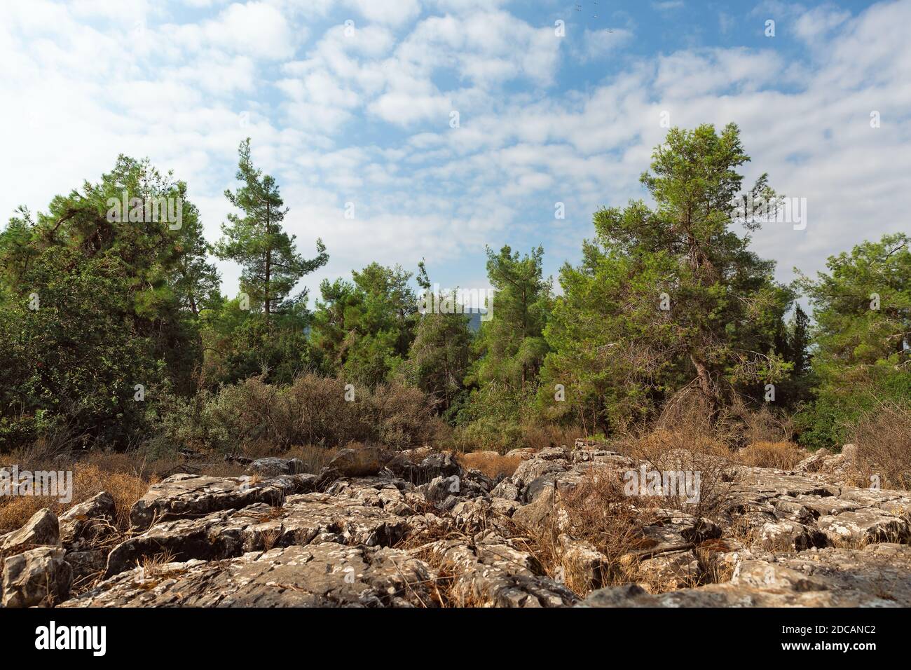 beautiful trees in the forest in northern Israel Stock Photo - Alamy