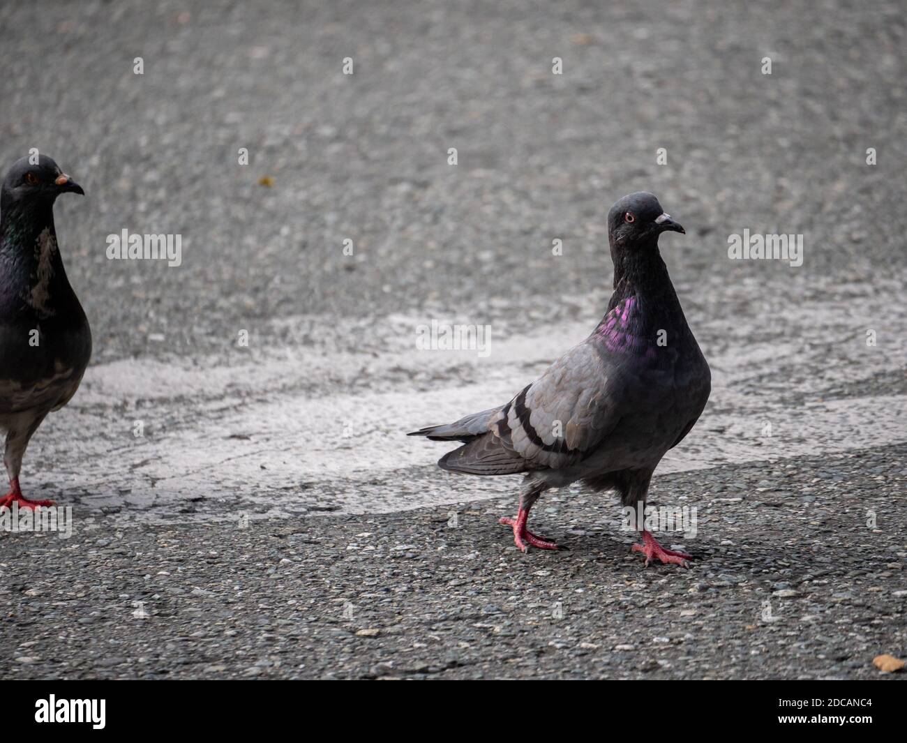 Pigeon, Species of Birds in the family Columbidae (order Columbiformes ...