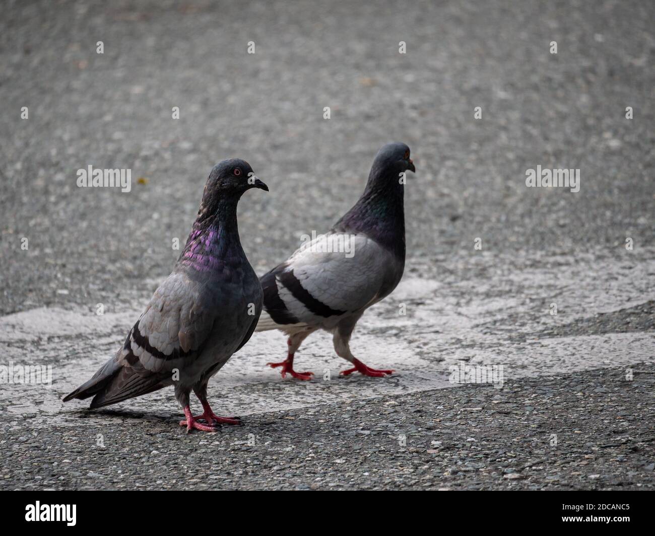 Two Pigeons, Species of Birds in the family Columbidae (order ...