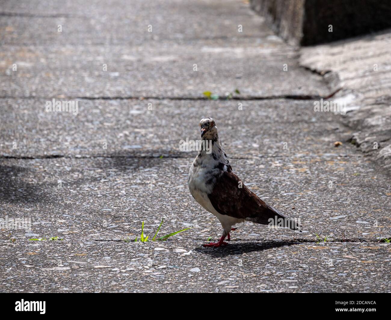 Pigeon, Species of Birds in the family Columbidae (order Columbiformes ...
