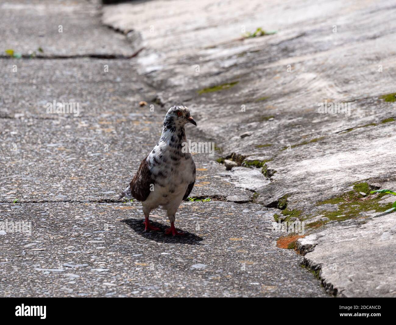 Pigeon, Species of Birds in the family Columbidae (order Columbiformes ...