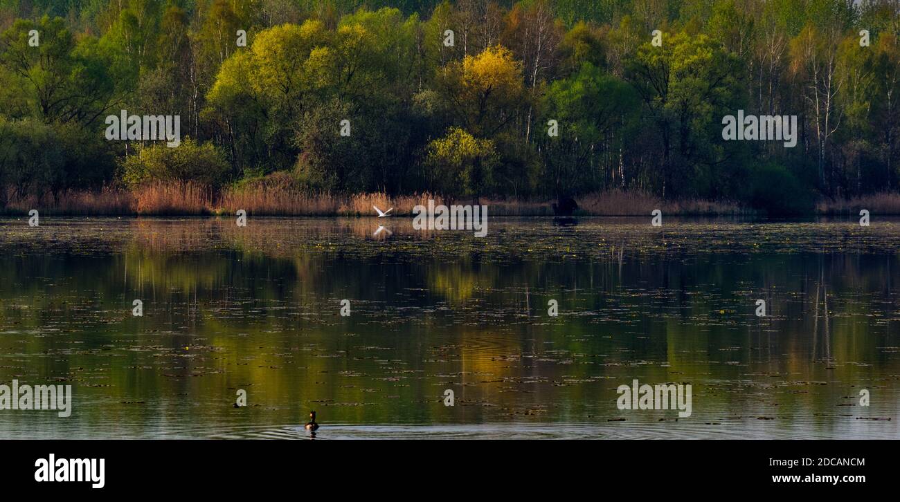 Beautiful birds scene at the lake Stock Photo - Alamy