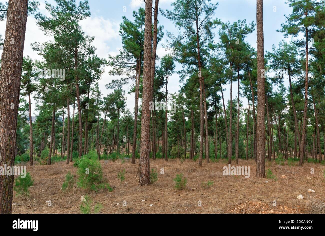 beautiful trees in the forest in northern Israel Stock Photo - Alamy