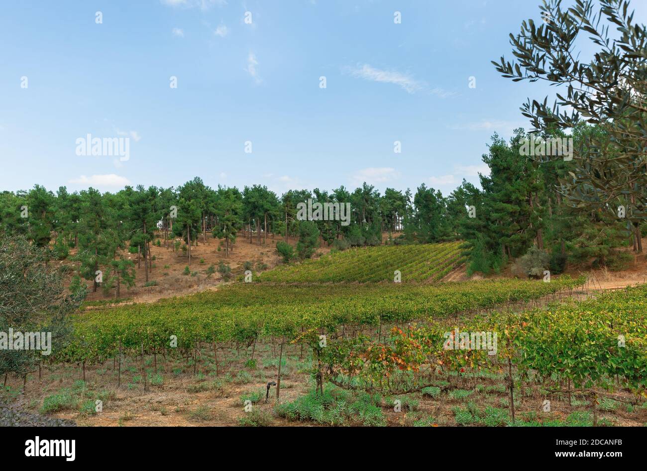 Agriculture jordan field green hi-res stock photography and images - Alamy