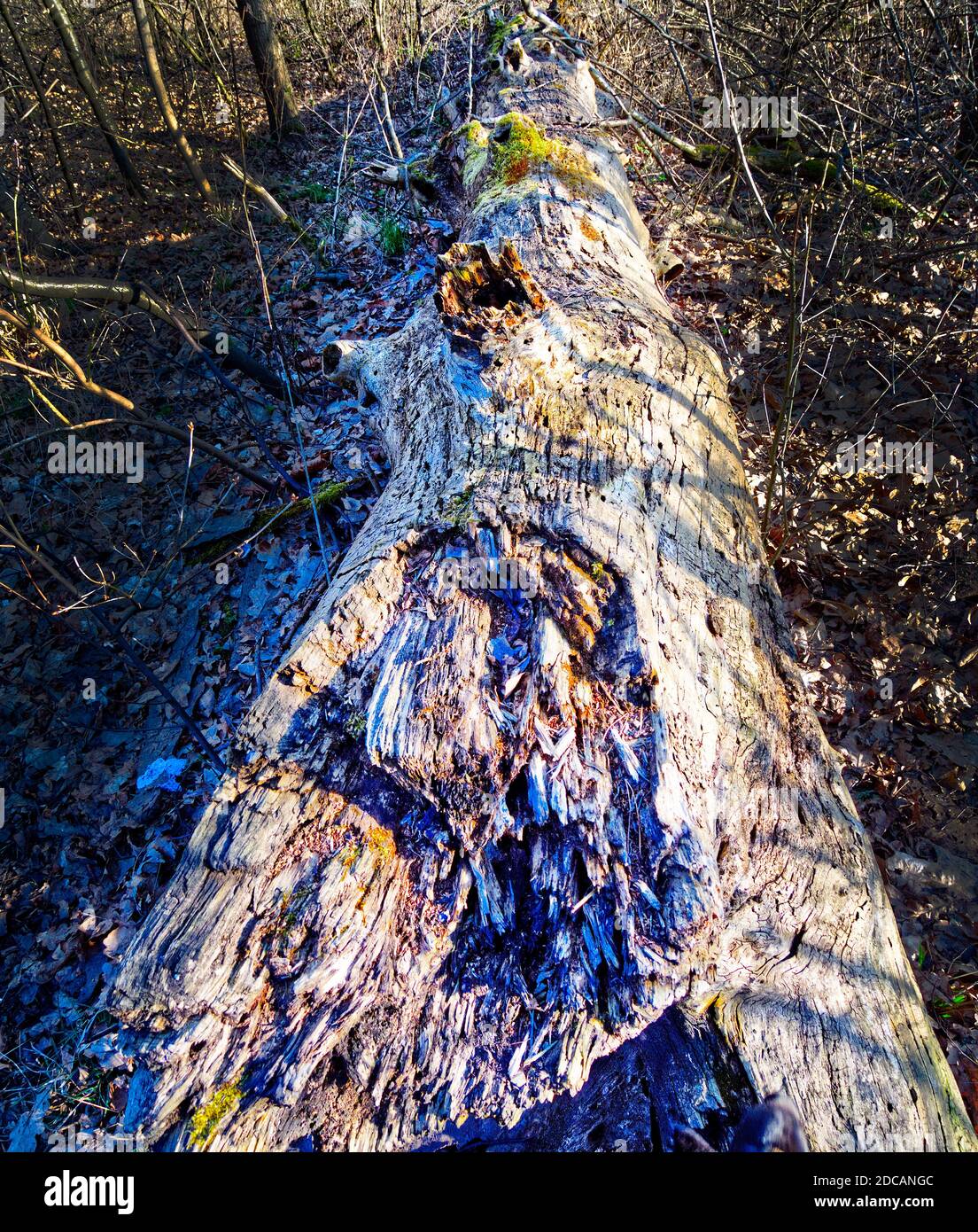 Fallen tree stump in nature Stock Photo - Alamy