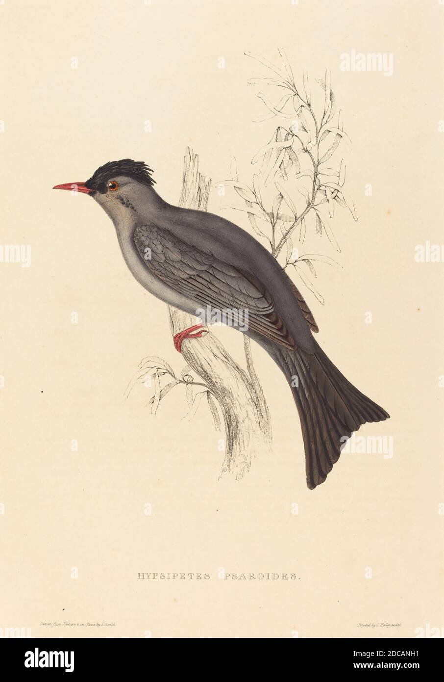 Hypsipetes psaroides hi-res stock photography and images - Alamy