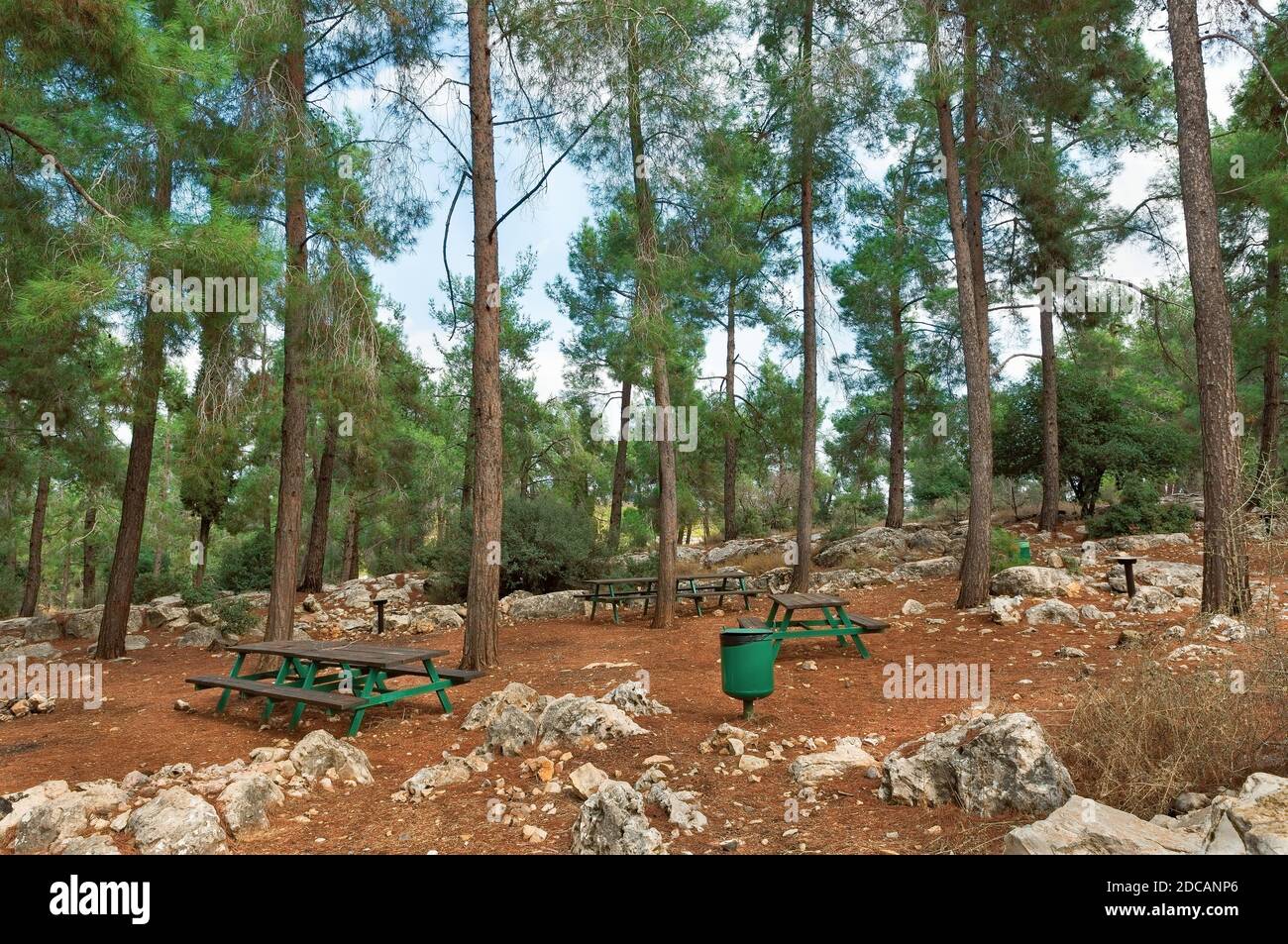 beautiful trees in the forest in northern Israel Stock Photo - Alamy