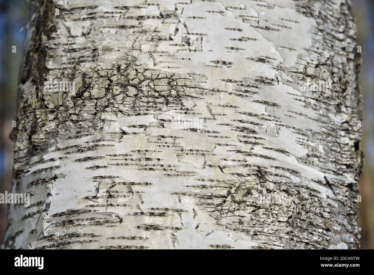 Natural background of the birch tree trunk bark. White wood texture ...