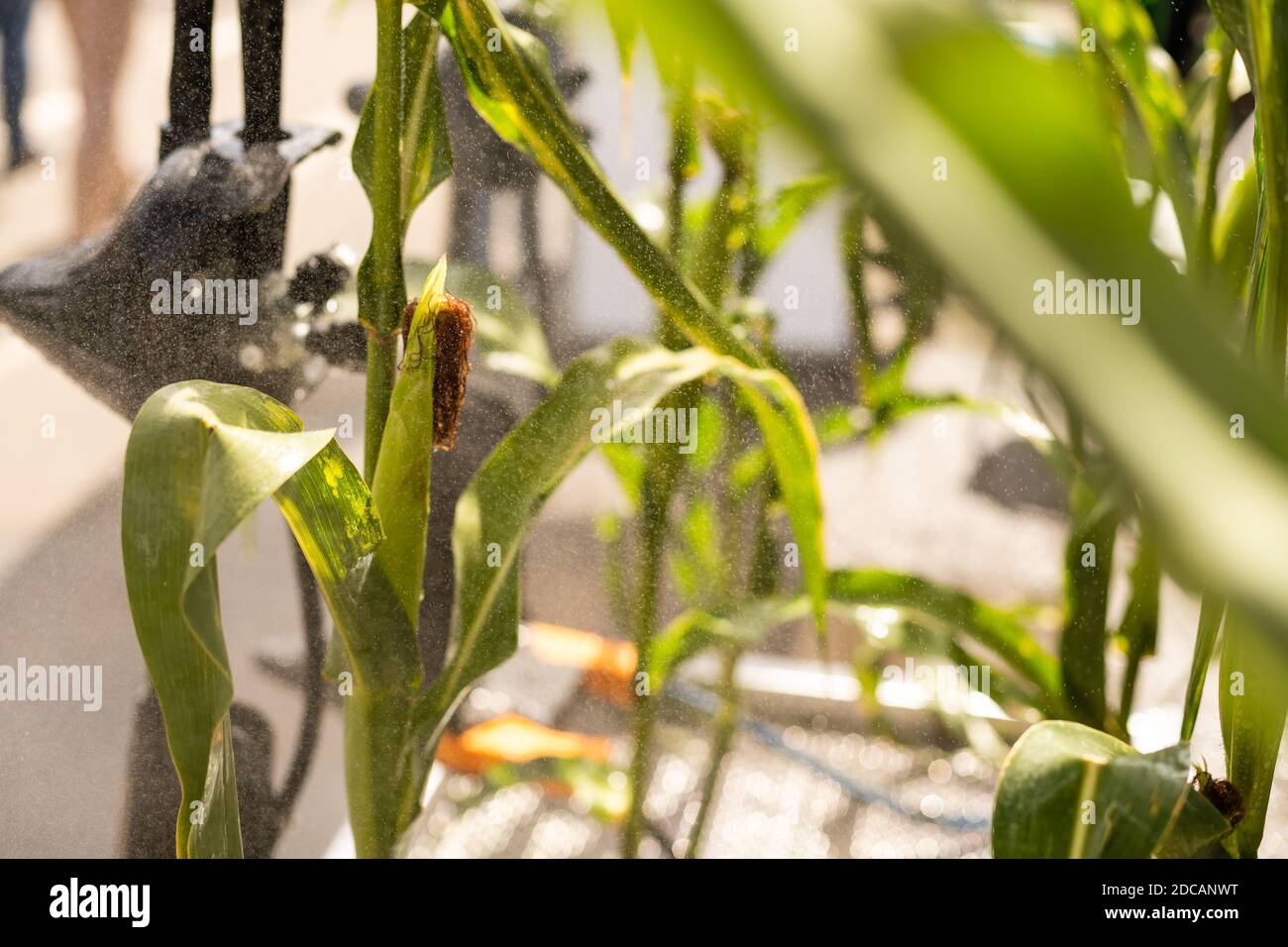 Spray watering corn , Spraying machine Stock Photo - Alamy