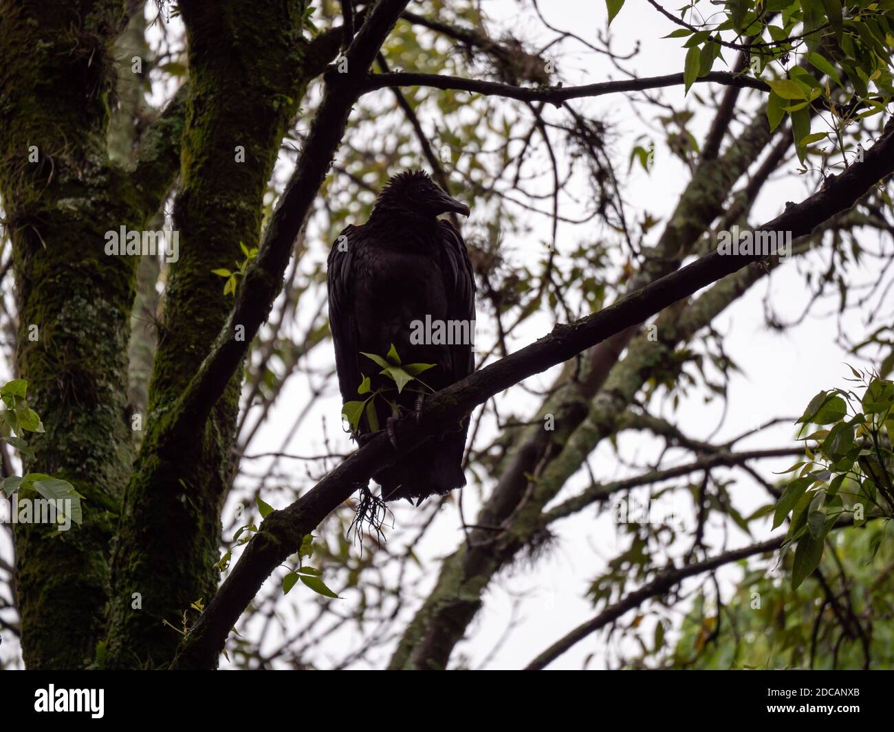 Buzzard in dead tree hi-res stock photography and images - Alamy