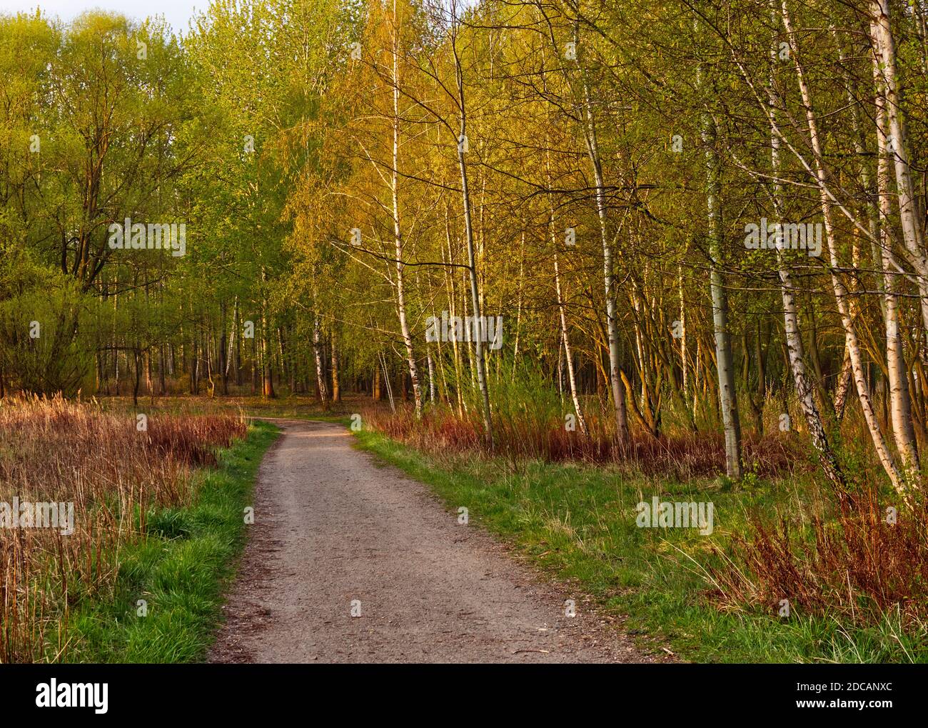 Foliage everywhere hi-res stock photography and images - Alamy