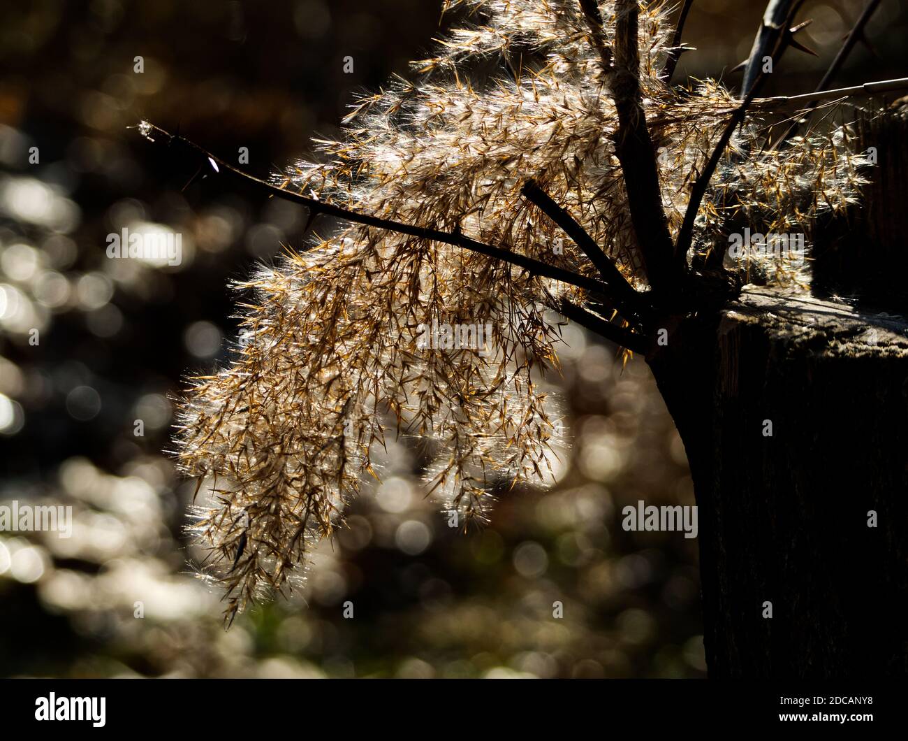 Leaning on branch hi-res stock photography and images - Alamy